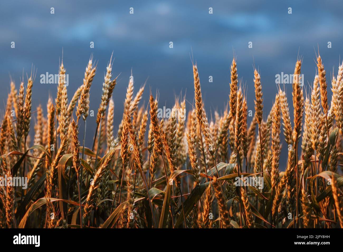 Wheat in the rays of dawn. Ears of wheat ripen in the field. Wheat ...