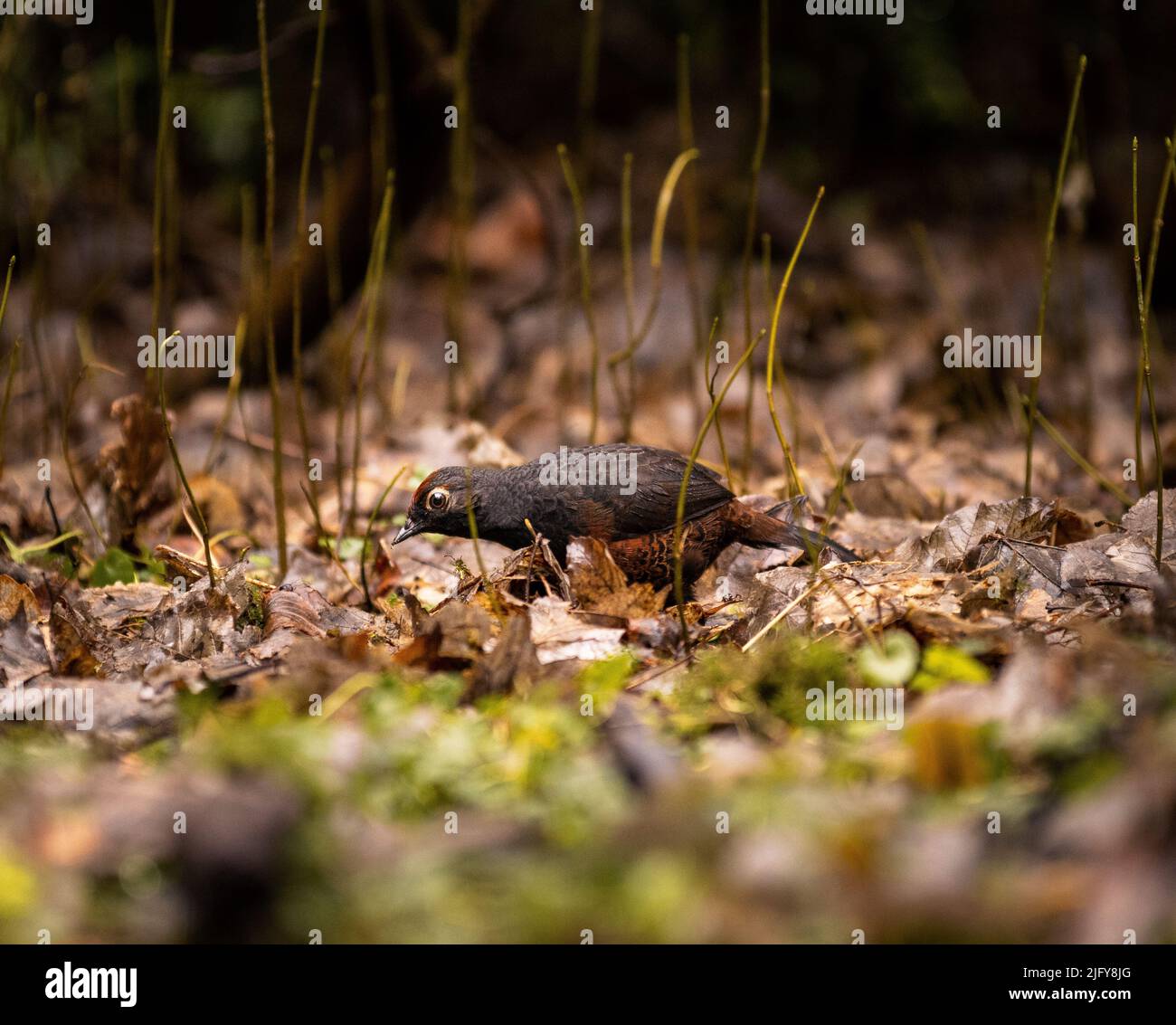 Huet huet hi-res stock photography and images - Alamy