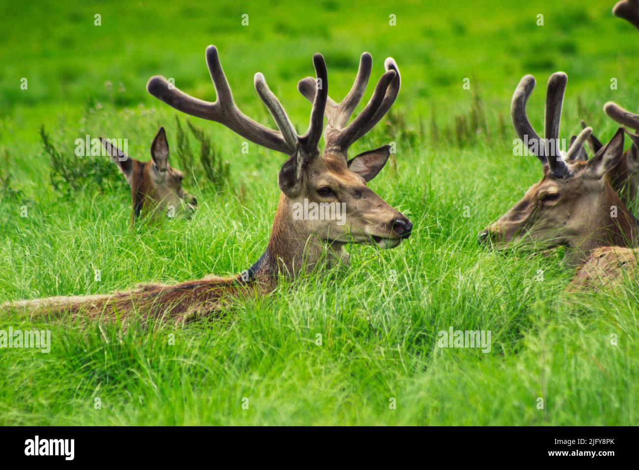 Animals resting outdoors Stock Photo - Alamy