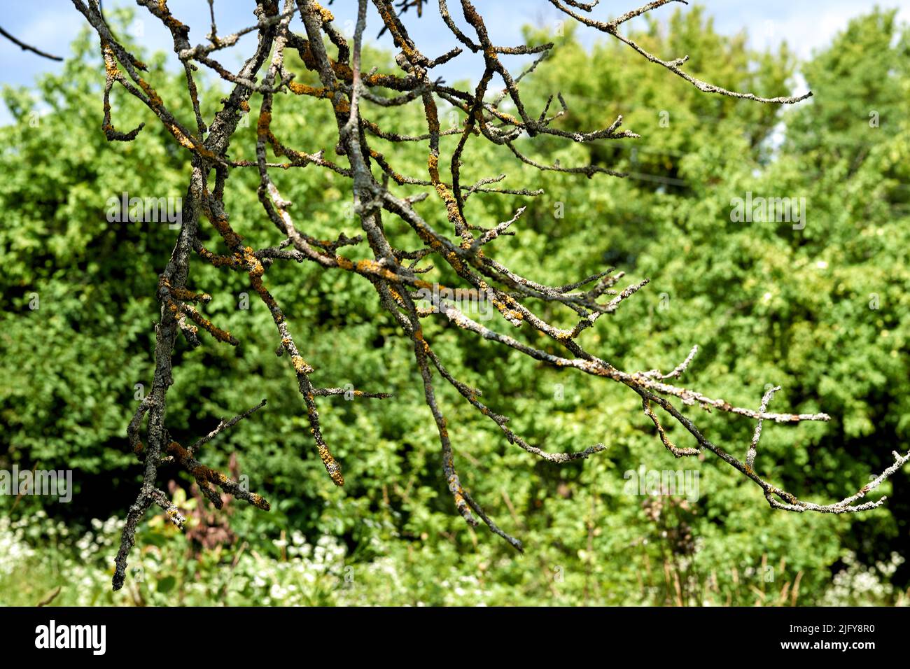 Ecology. An old withered tree branch covered with lichen and greenery ...