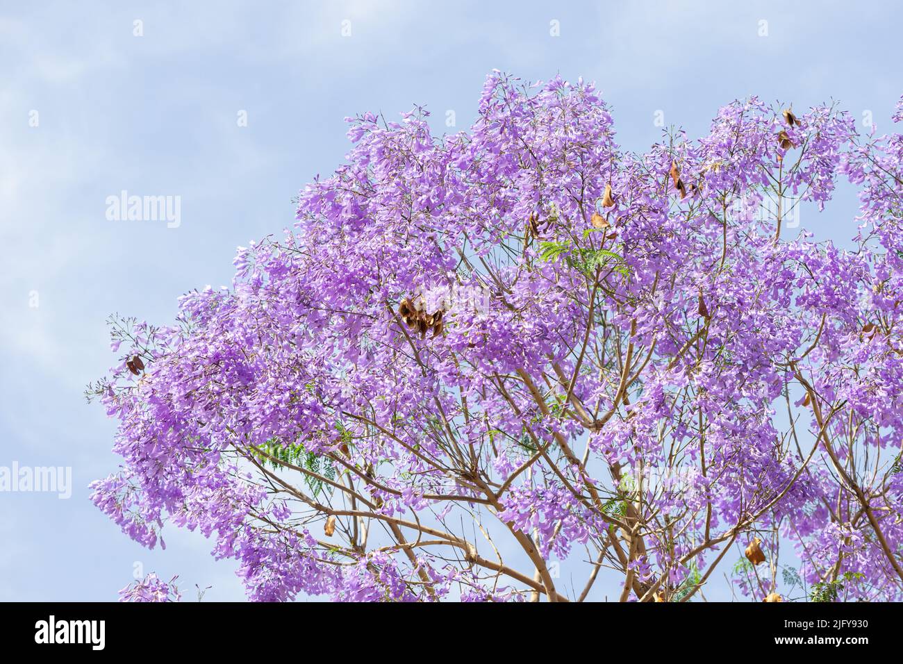 Jacaranda in bloom hi-res stock photography and images - Alamy