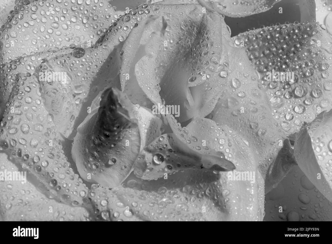 Soft focus. Black and white photo rose petals macro close up ...