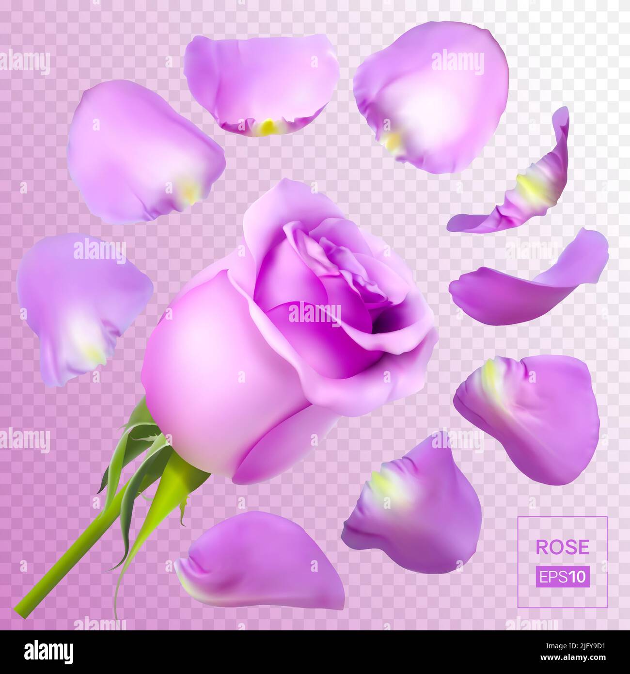Realistic rose petals. Vector illustration with mesh gradients Stock ...