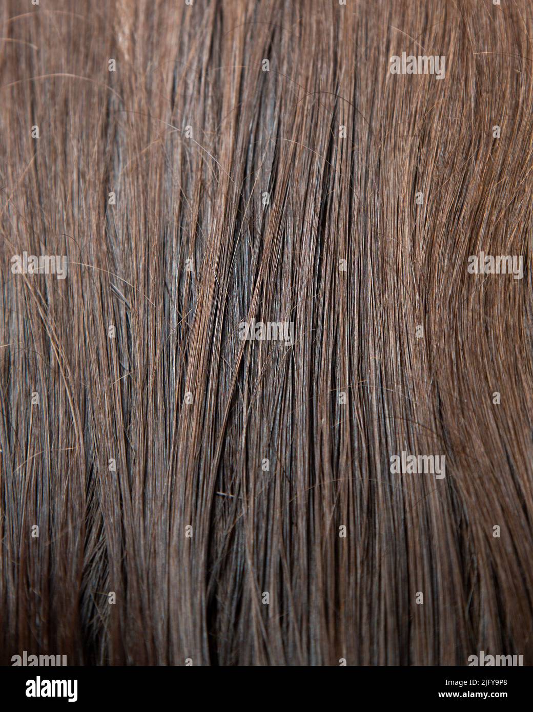 Background of the hairline.Texture of dark brown hair combed. Straight ...