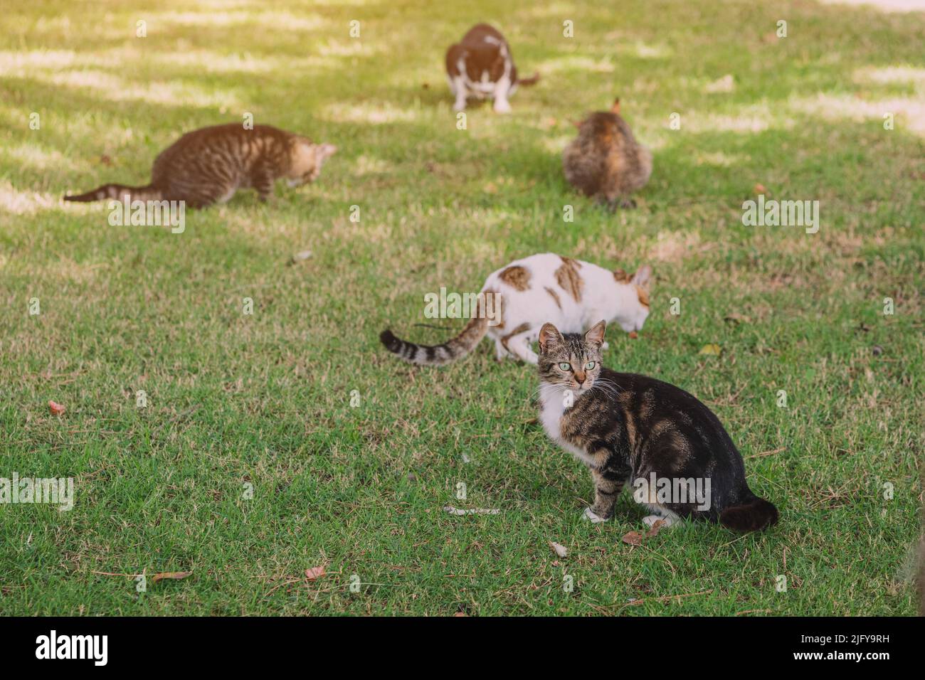 Cats appetite hi-res stock photography and images - Alamy