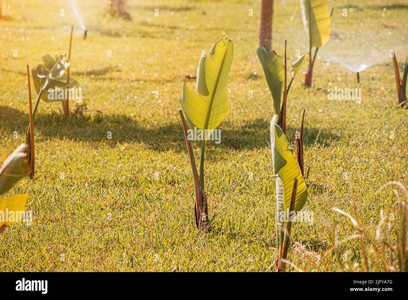 Water sprinkler working and irrigating garden or park with lush green ...