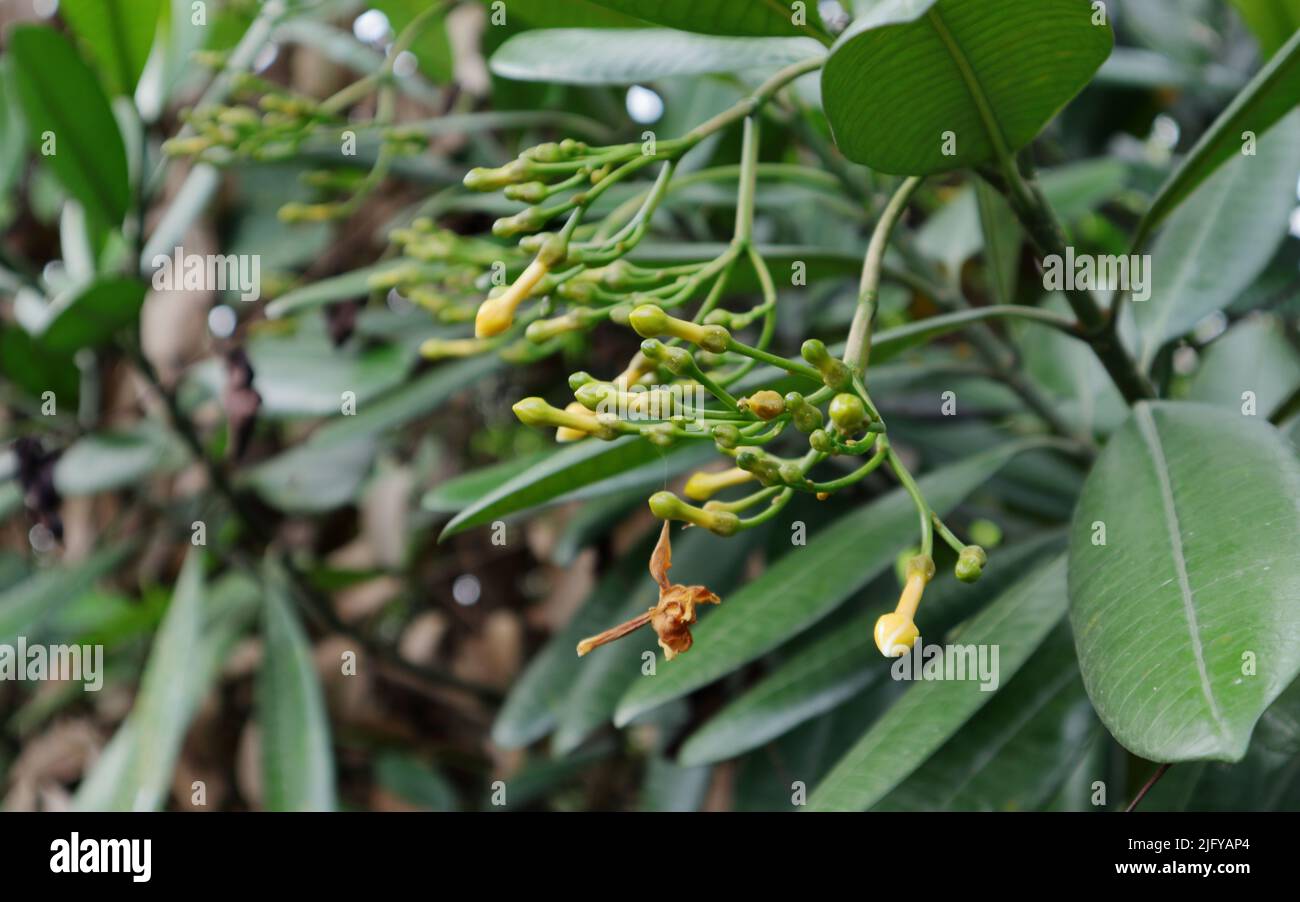 Hanging eves apple hi-res stock photography and images - Alamy
