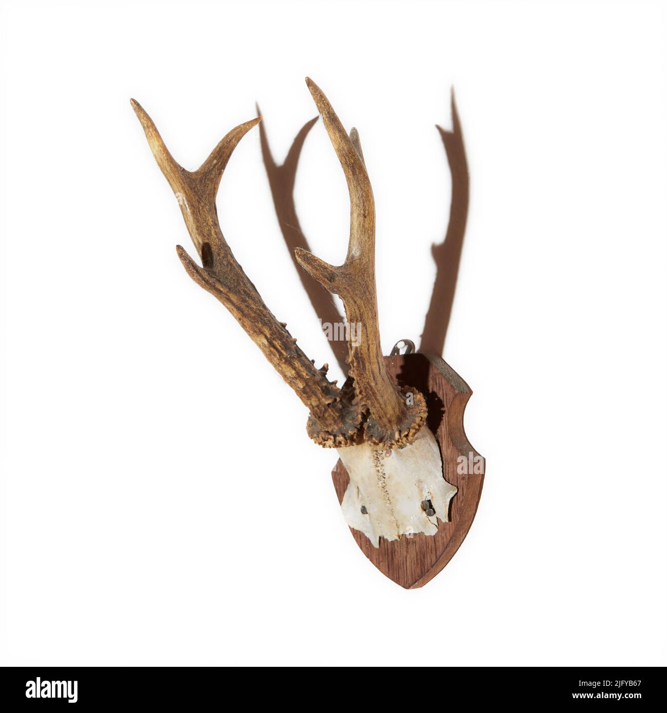Antler anatomy Cut Out Stock Images & Pictures - Alamy
