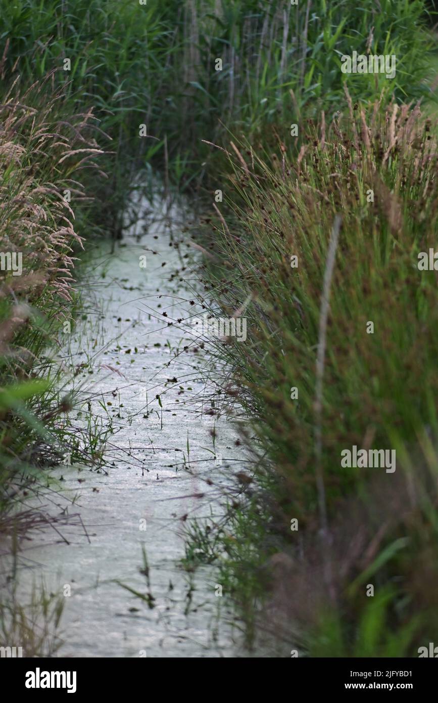 Little streamlet between meadows with greens at the side Stock Photo ...