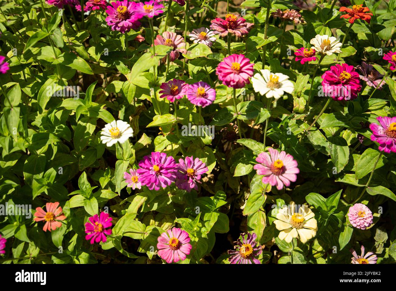 Zinnia flowers in the garden hi-res stock photography and images - Alamy