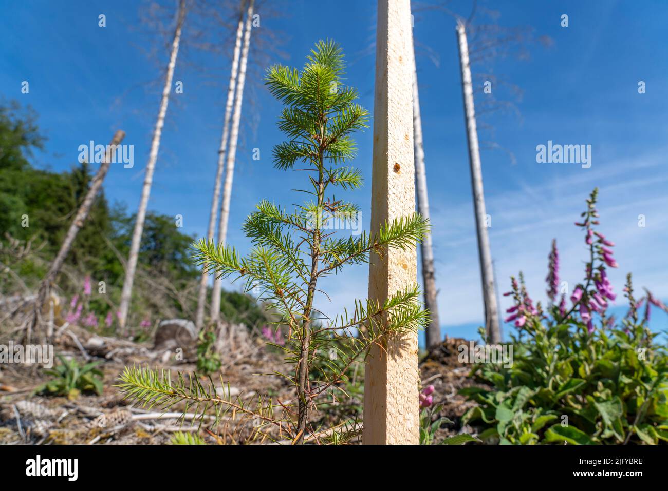 Douglas fir beetle hi-res stock photography and images - Alamy