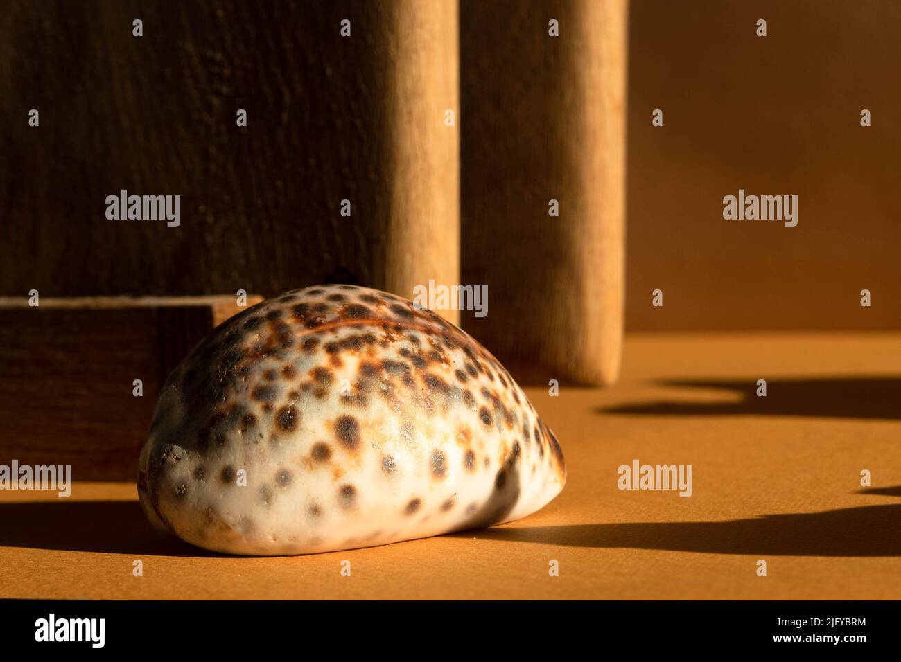 abstract background with shell and long shadows on the wall and ...