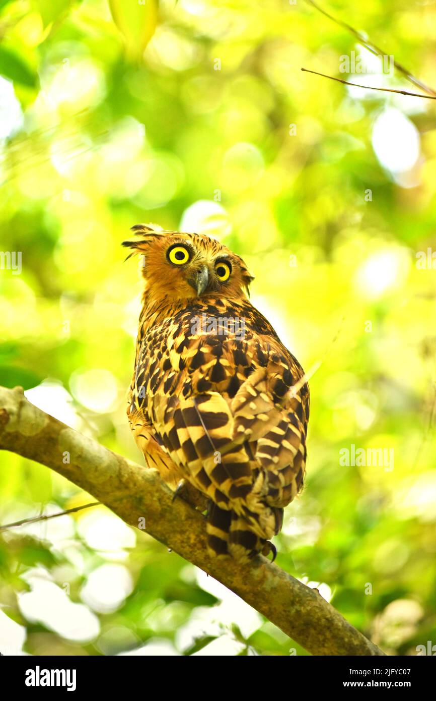 A buffy fish owl (Ketupa ketupu), generally known as a nocturnal ...