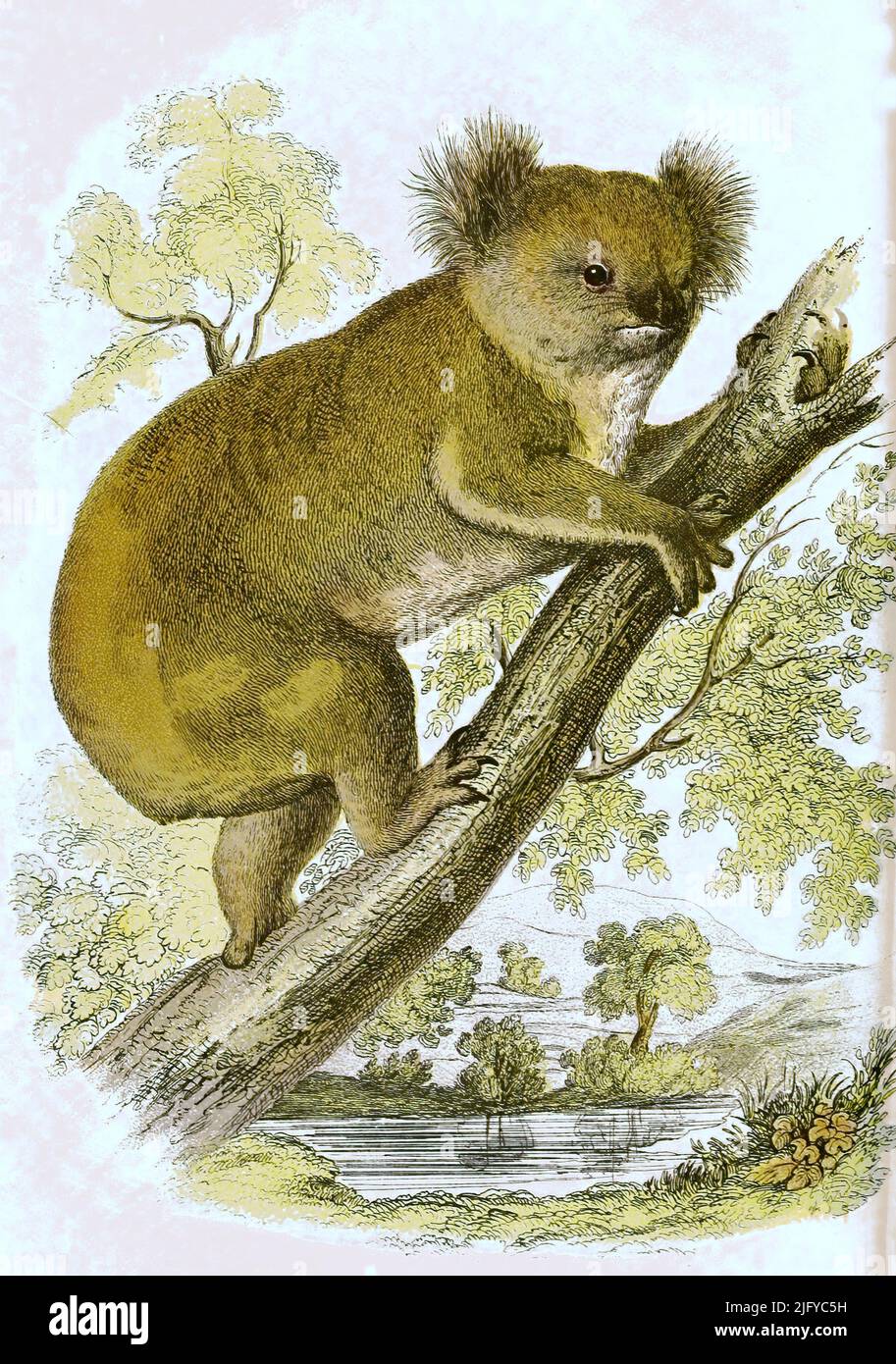 Koala, Phascolarctos cinereus / Koala, koala bear, Phascolarctos ...