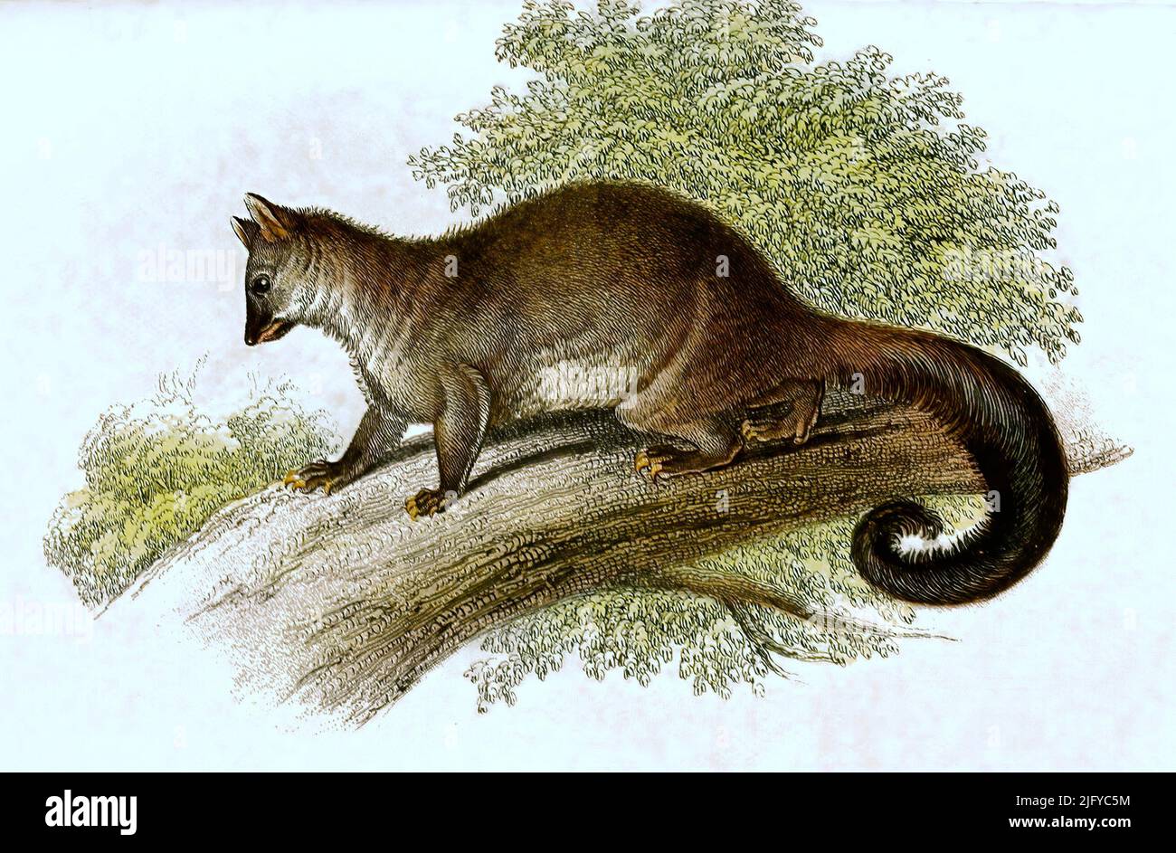 Common cuscus phalanger orientalis hi-res stock photography and images ...