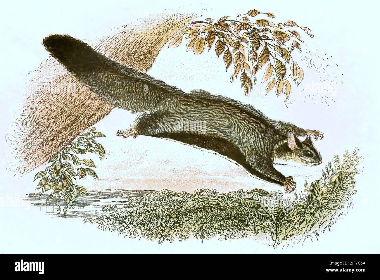 flying squirrel flying phalanger
