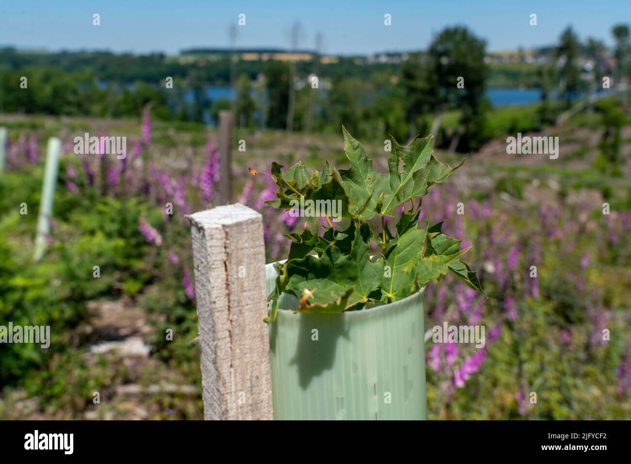 Timber reforestation hi-res stock photography and images - Alamy