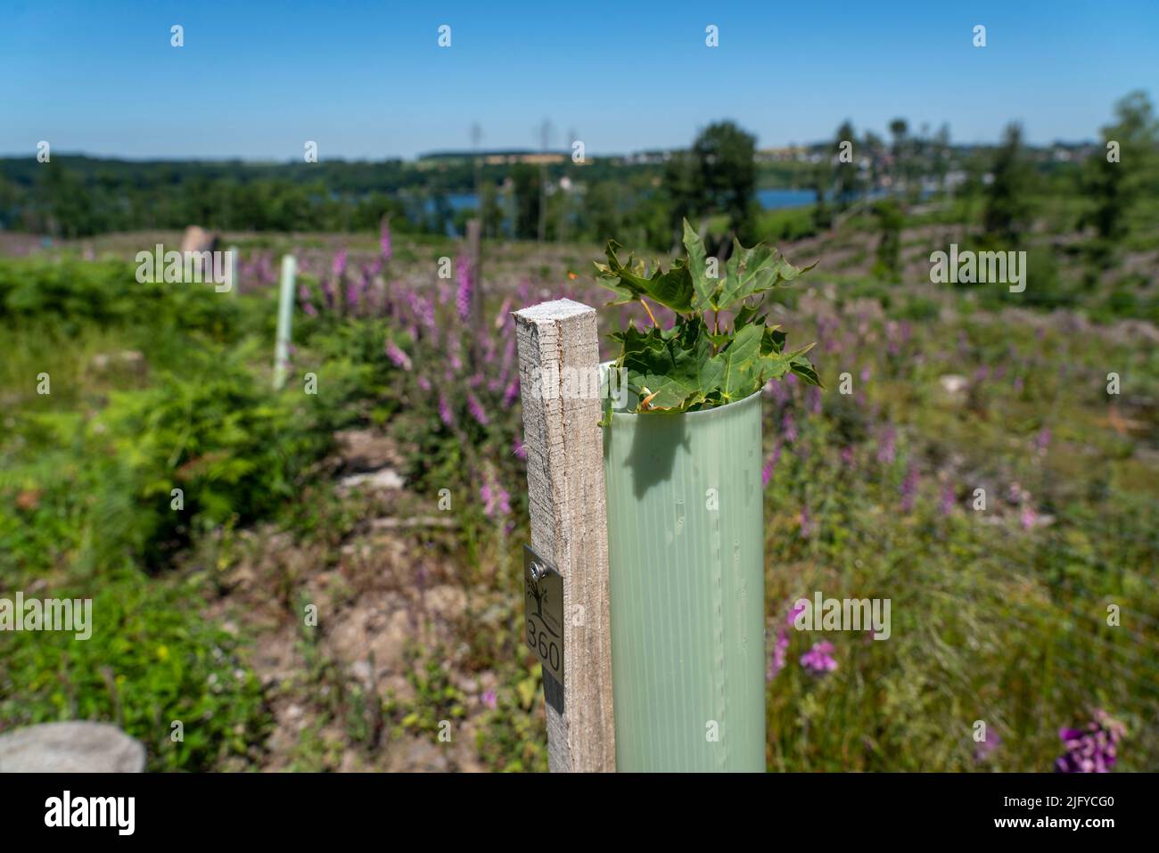 Timber reforestation hi-res stock photography and images - Alamy