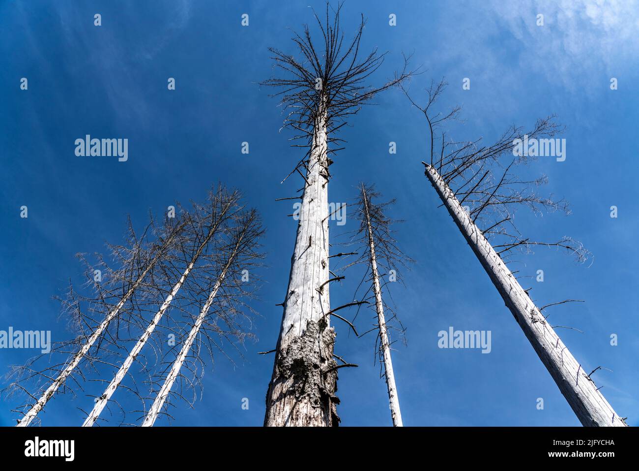 Dead spruce trees in the Arnsberg forest near Hirschberg, district of ...
