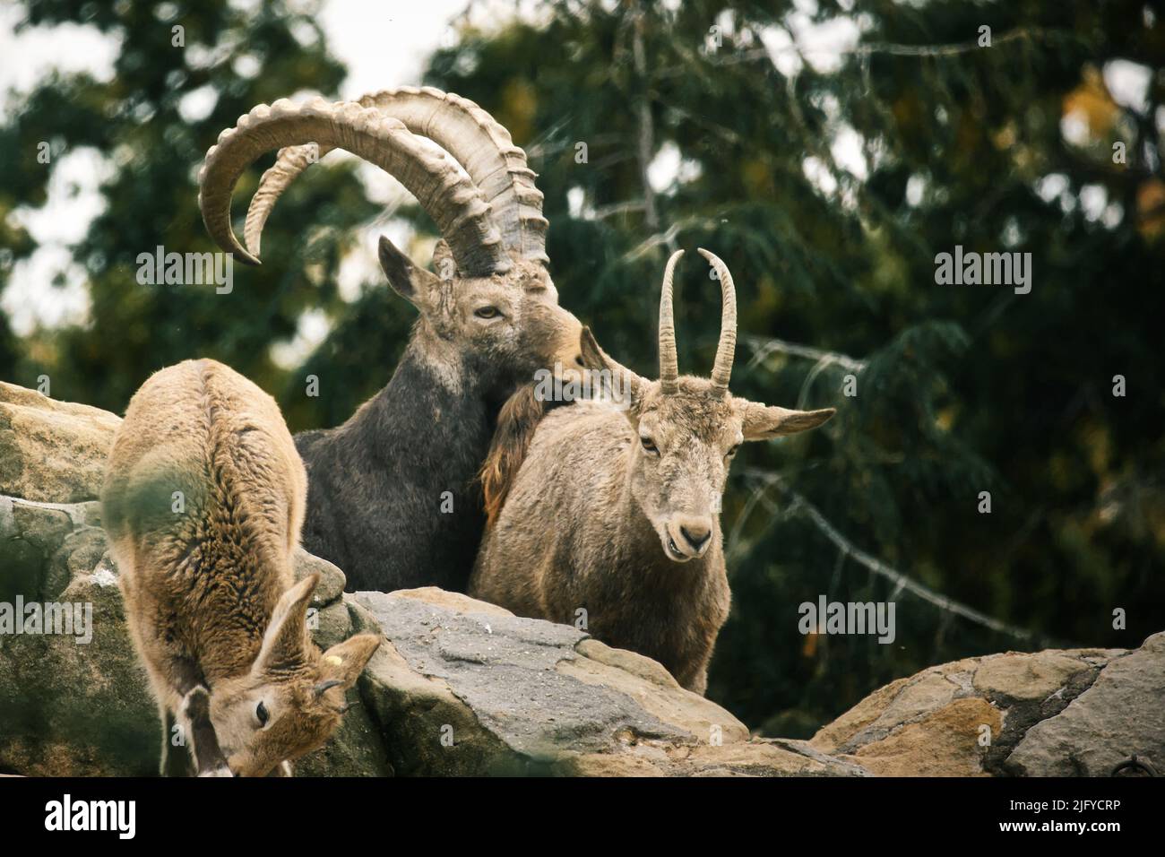 Capricorn family on rocks in nature. Big horn in mammal. Ungulates ...