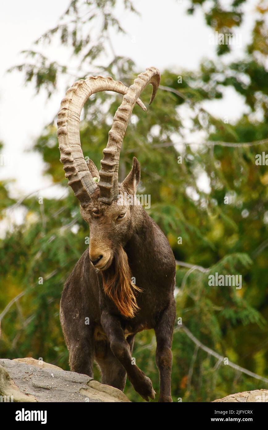 Ibex on a rock hi-res stock photography and images - Alamy