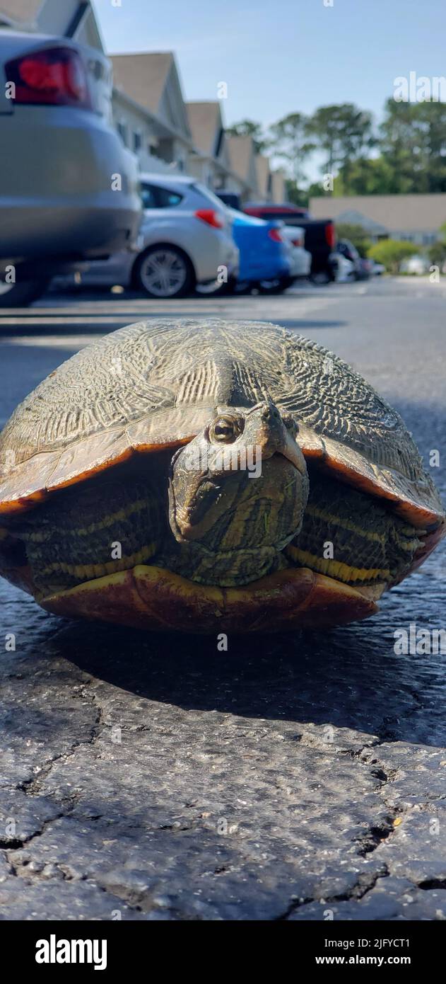 The vertical view of a turtle resting outdoors on the street asphalt ...