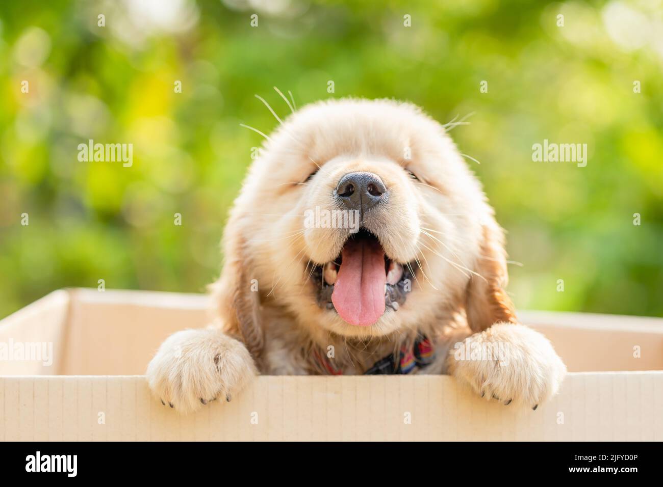 Little cute puppy (Golden Retriever) standing in cardboard box on green ...