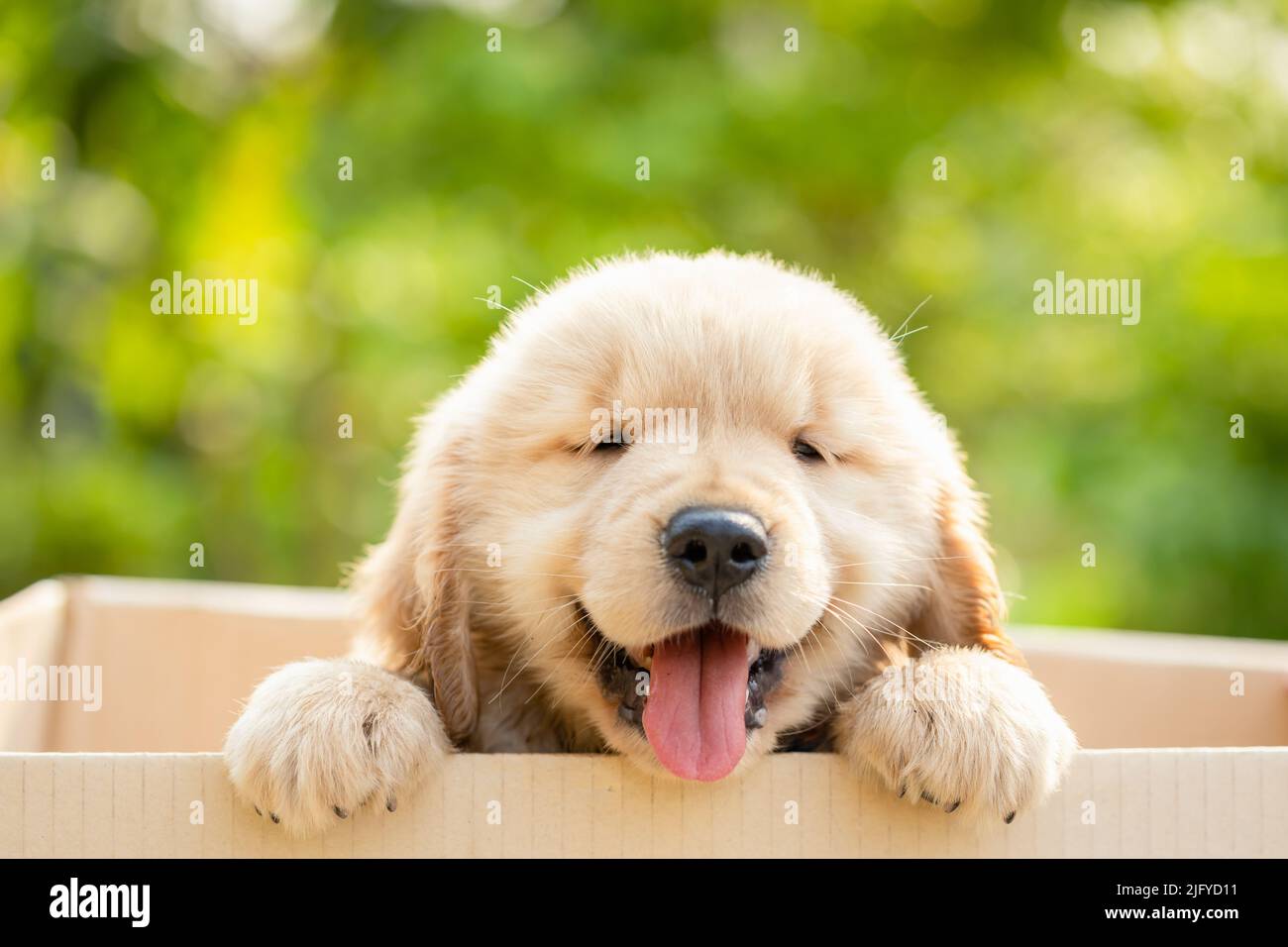 Little cute puppy (Golden Retriever) standing in cardboard box on green ...