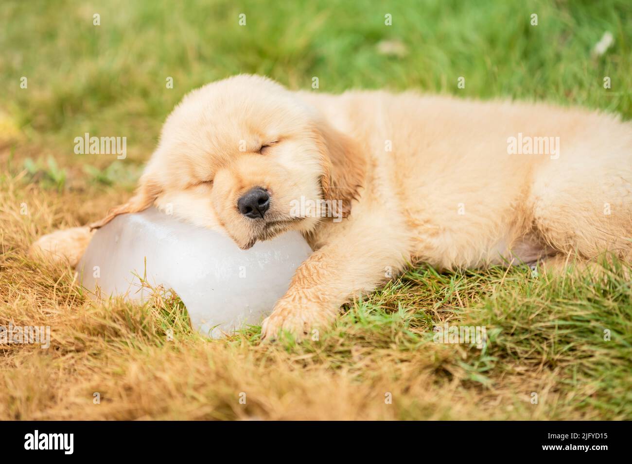 Little cute puppy (Golden Retriever) sleeping on the ice cube in the ...