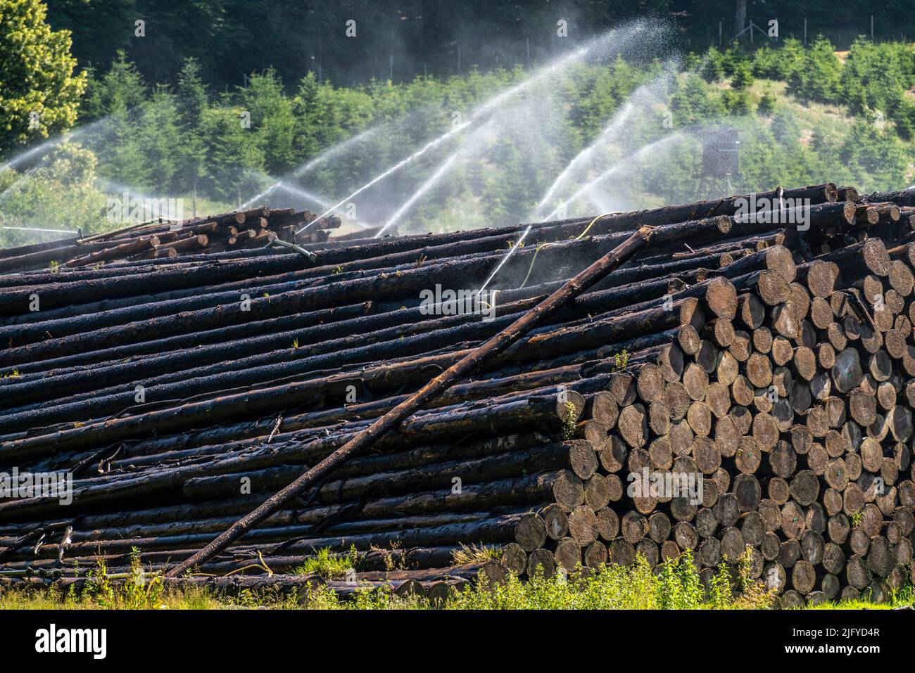 Wet wood storage of a sawmill, timber that is stored for a longer ...