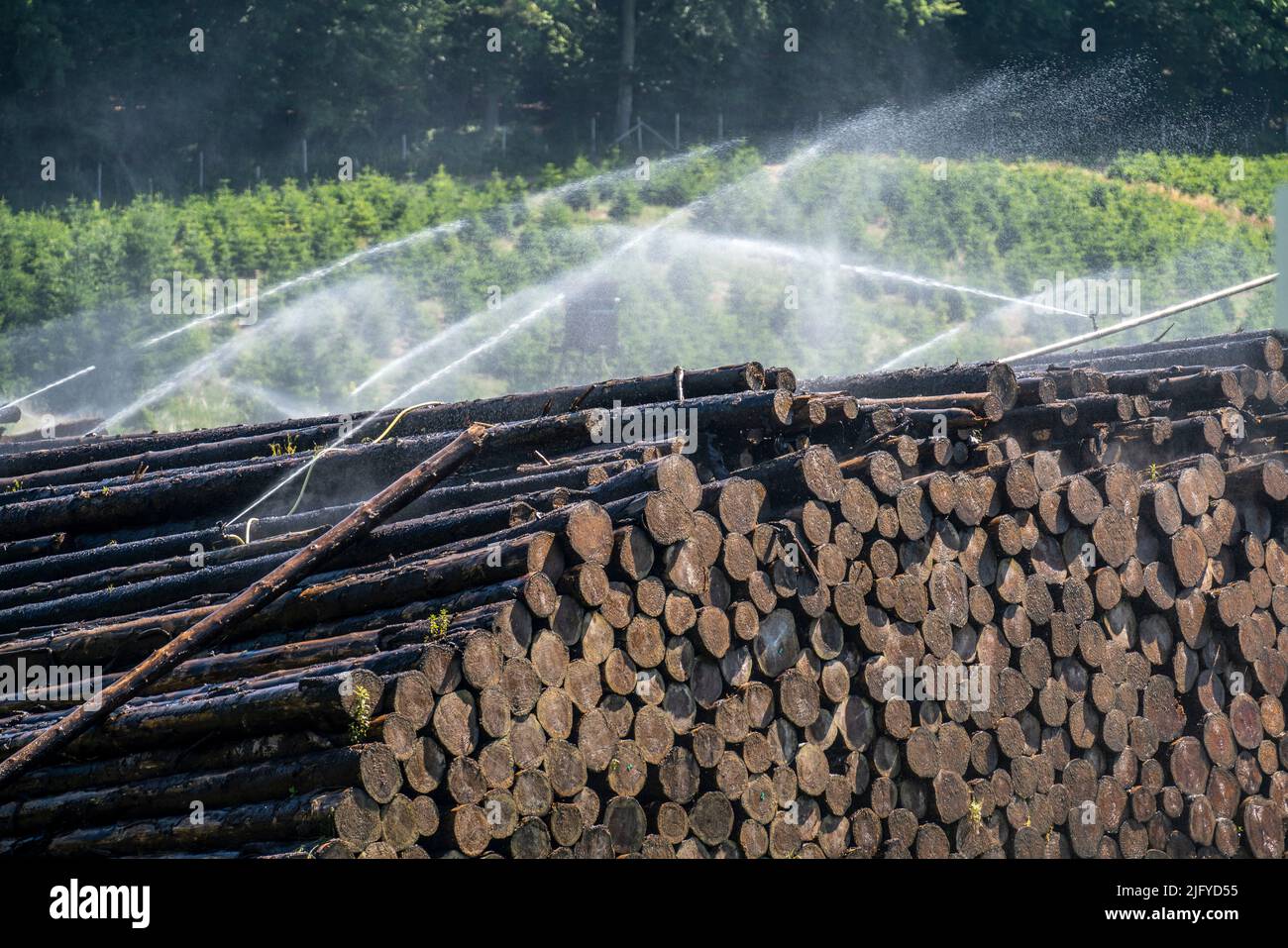 Wet wood storage of a sawmill, timber that is stored for a longer ...