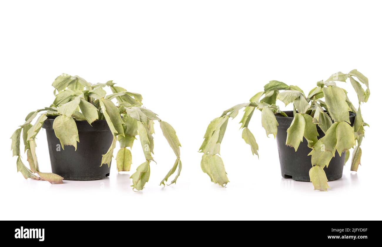 Green dead plant (peony or paeony) in black potted. Studio shot ...