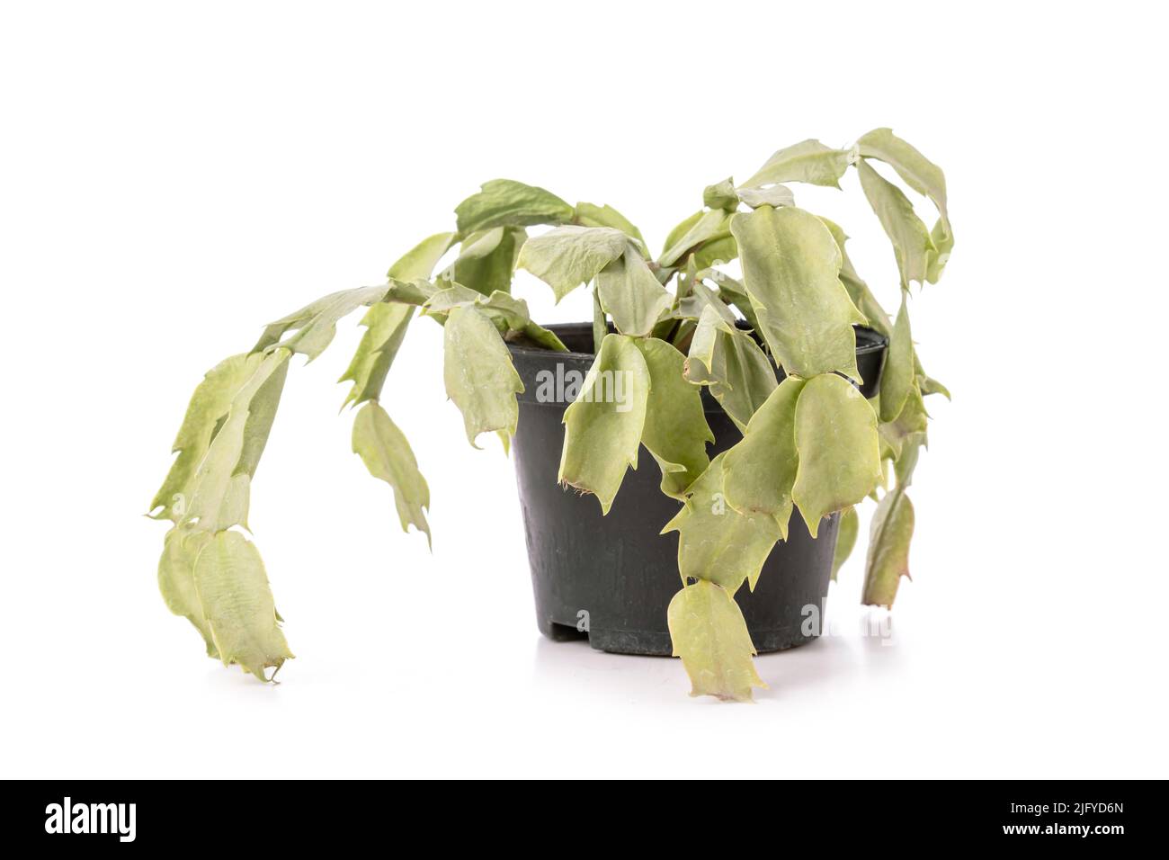 Green dead plant (peony or paeony) in black potted. Studio shot ...