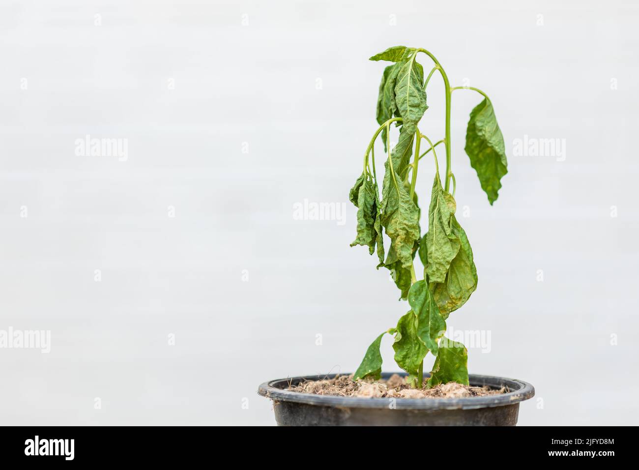 Green dead plant in black potted on outdoor white background Stock ...