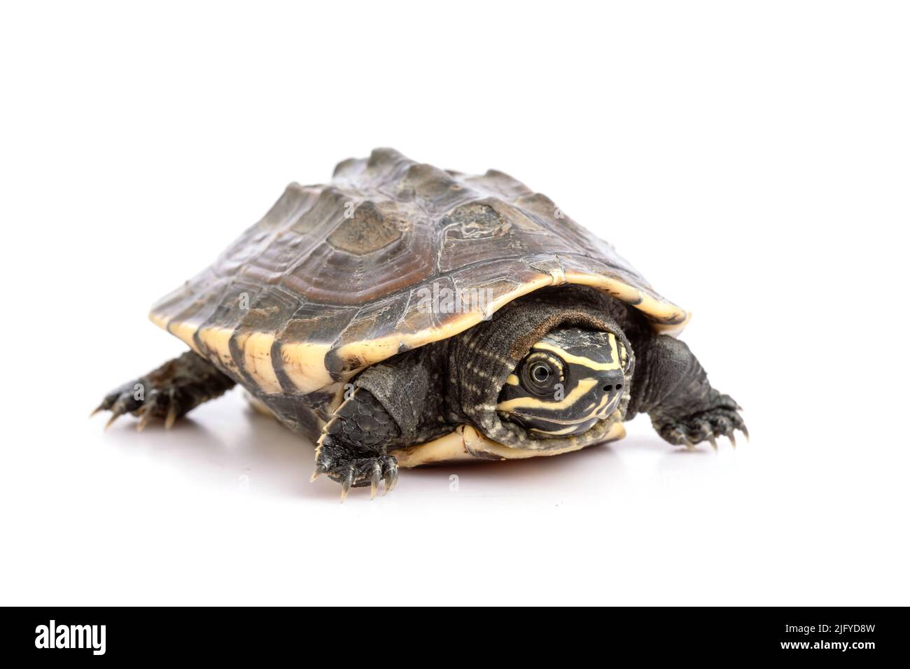 Closeup shot head small Cut Out Stock Images & Pictures - Alamy