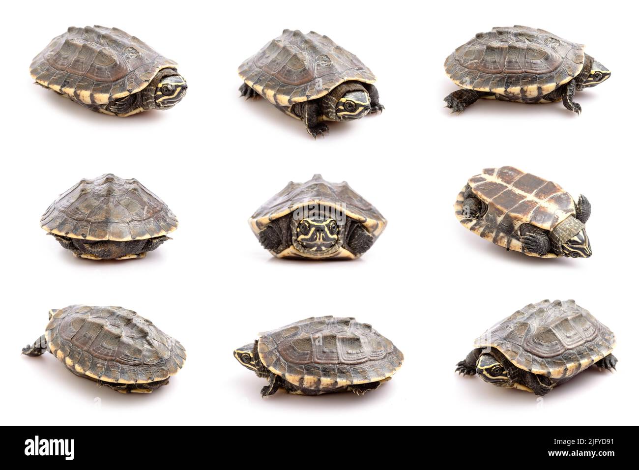 A small turtle. Studio shot isolated on white background Stock Photo ...