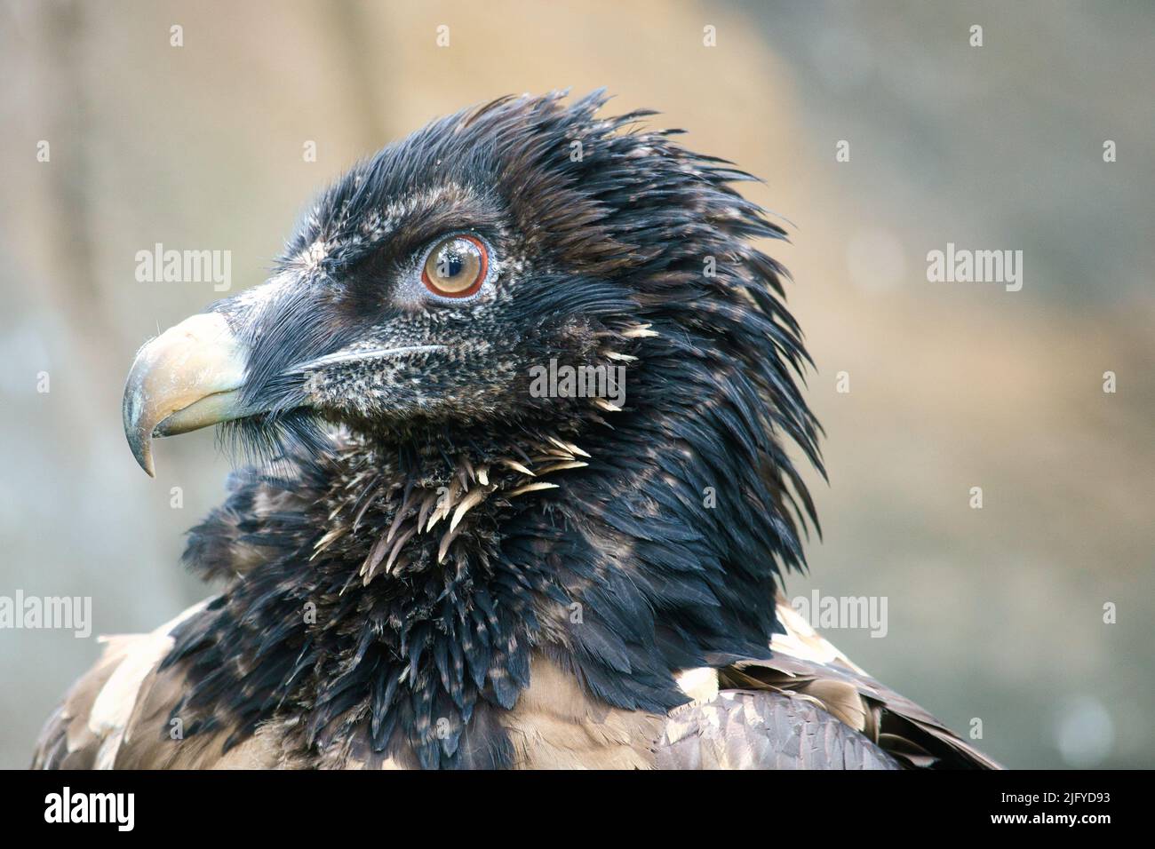 A vulture portrait. White black feathers. A very expressive bird. View ...
