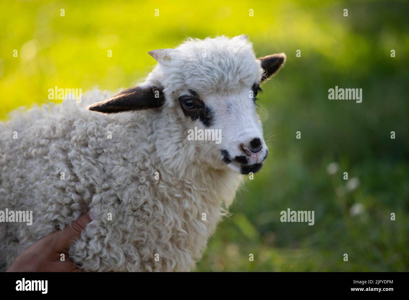Cute little lamb grazing in green spring meadow Stock Photo - Alamy