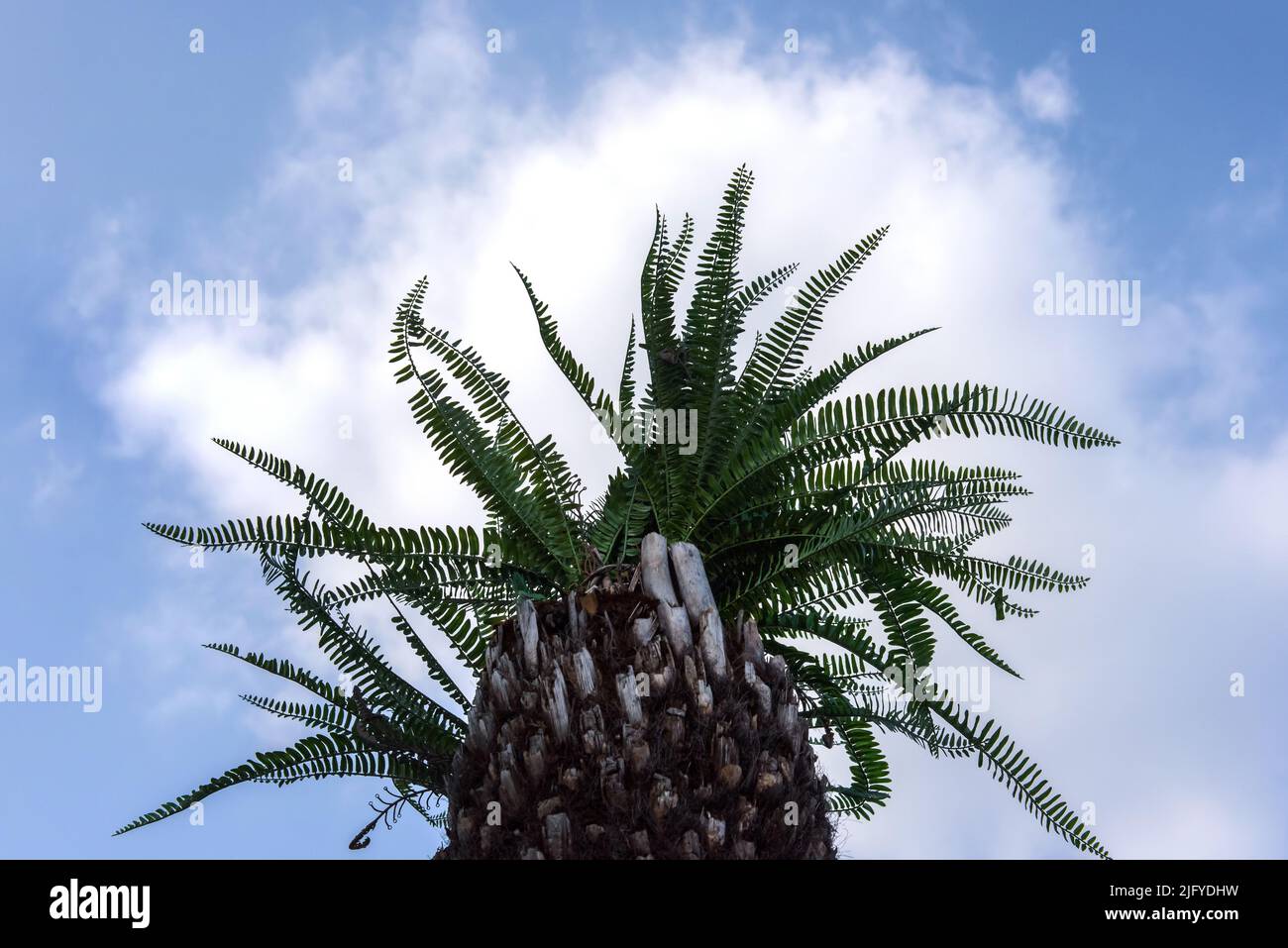 Beautiful Cycas Revoluta Thunb trunk tree background blue sky Stock ...