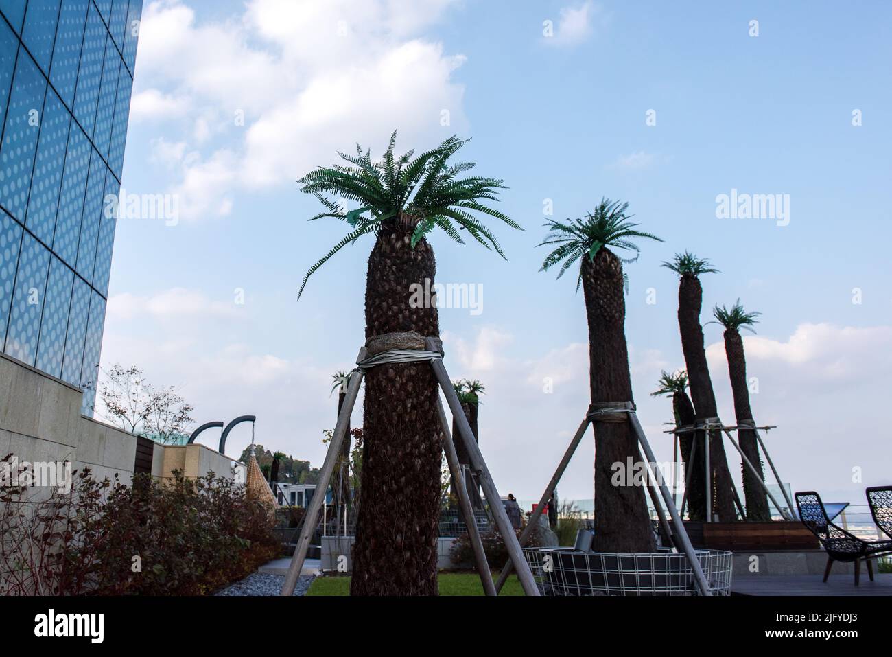 Beautiful Cycas Revoluta Thunb trunk tree background blue sky Stock ...