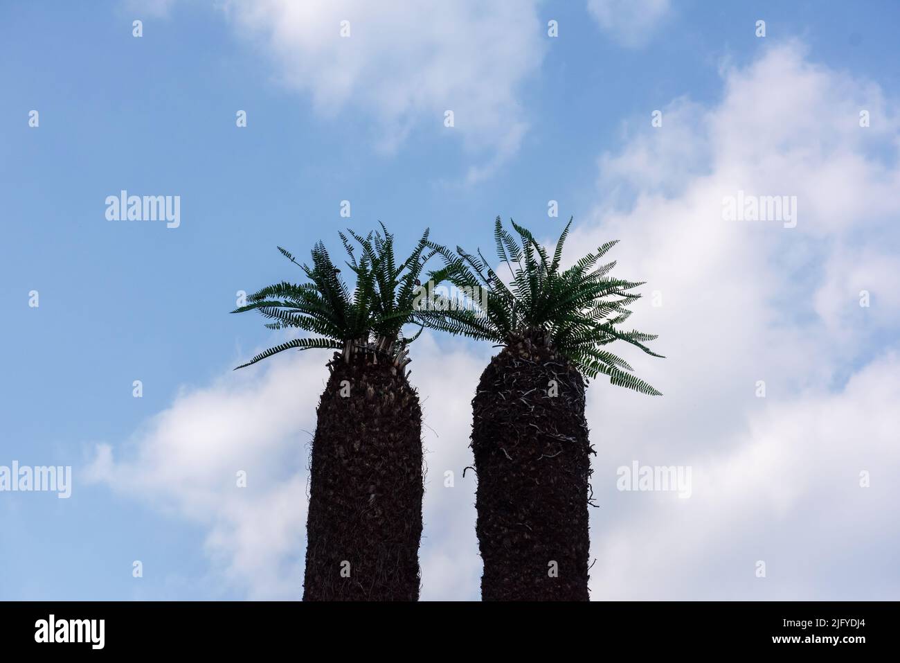 Beautiful Cycas Revoluta Thunb trunk tree background blue sky Stock ...
