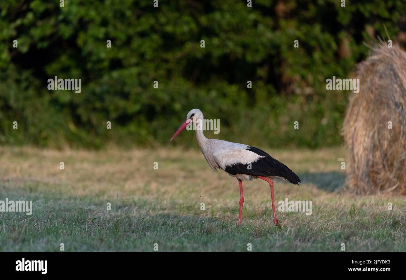 Stork in the meadow. Hay mowed and pressed into bales. Stork looking ...