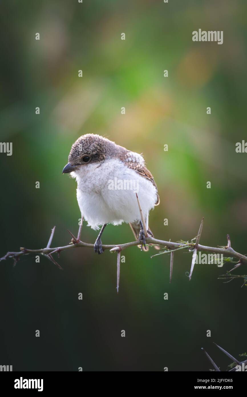 Lanius humeralis brid on a branch of Thorns acacia in the grassland of ...