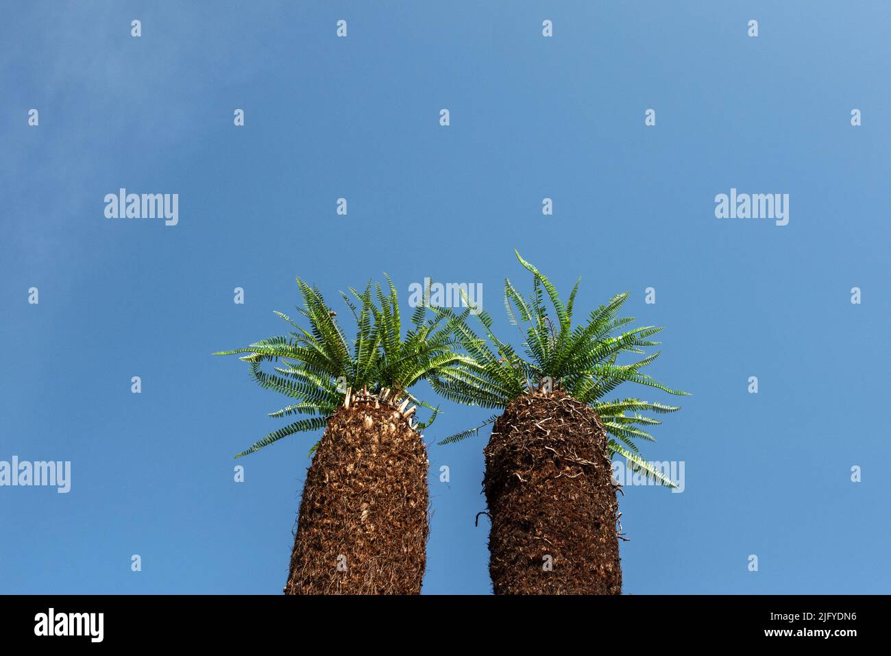 Beautiful Cycas Revoluta Thunb trunk tree background blue sky Stock ...