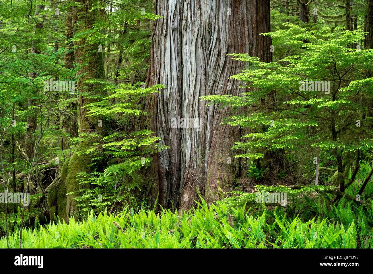 A western red cedar on the Cheewhat Giant Trail in Vancouver Island, BC ...