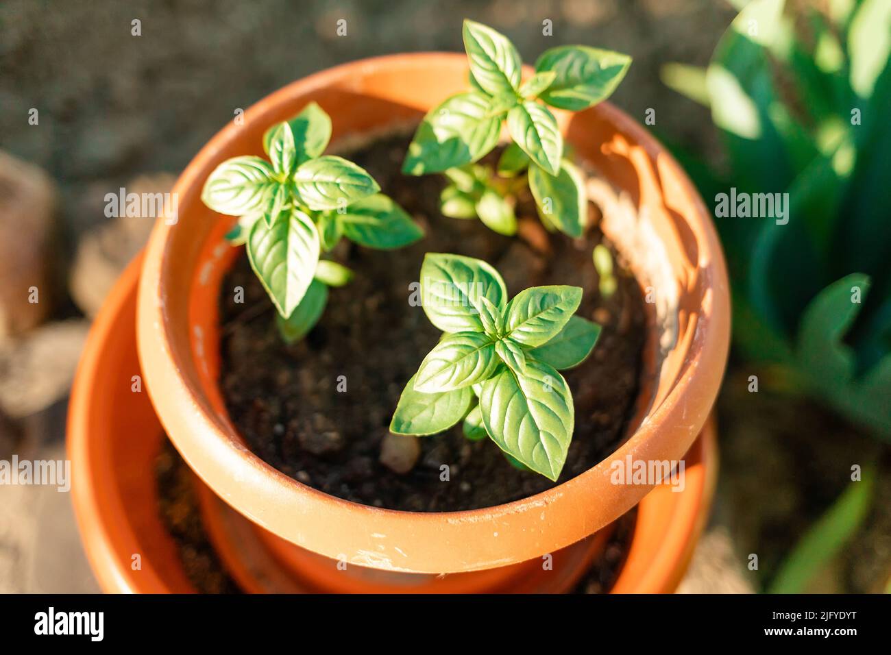 Earth Day. A brown pot of seedlings with micro-village. Top view, close ...