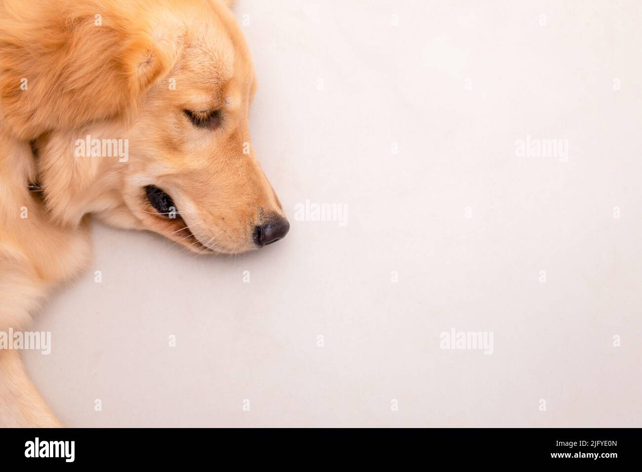 Brown dog (Golden Retriever) laying on the floor. Top view with copy ...