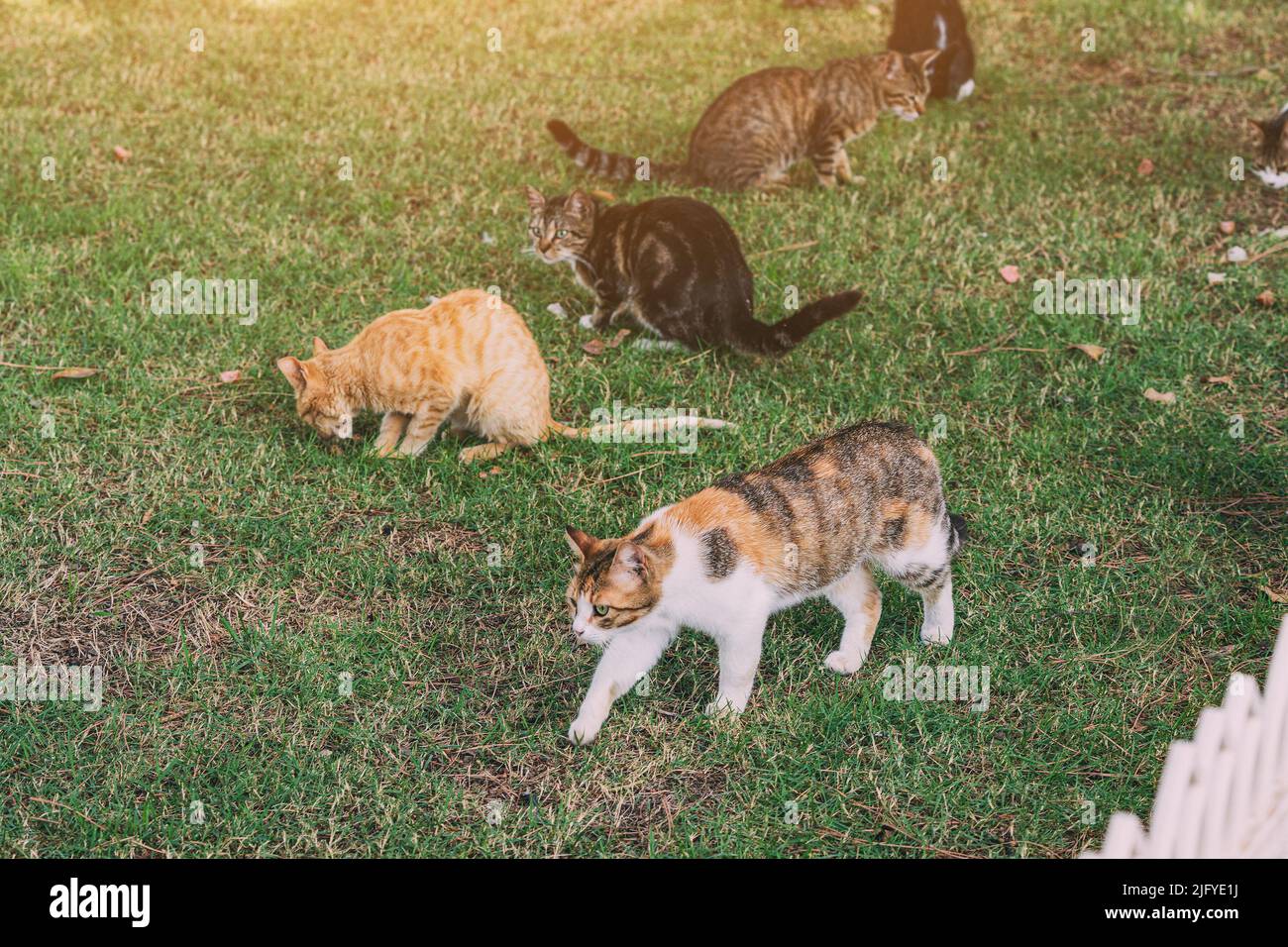 a pack of hungry cats are fed in the city park on the lawn Stock Photo ...