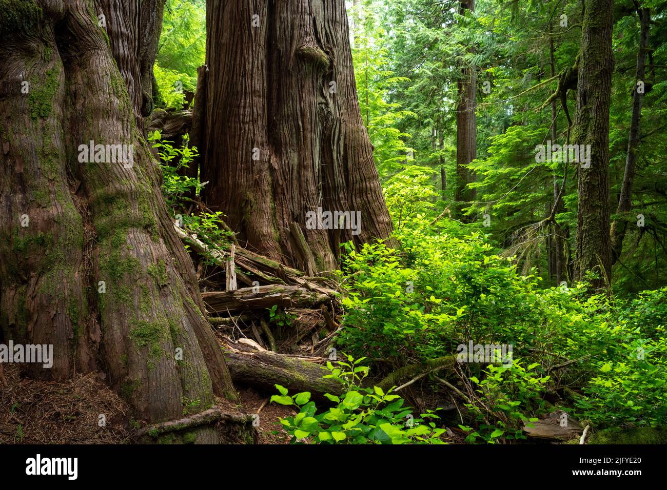 Giant red cedar tree in hi-res stock photography and images - Alamy
