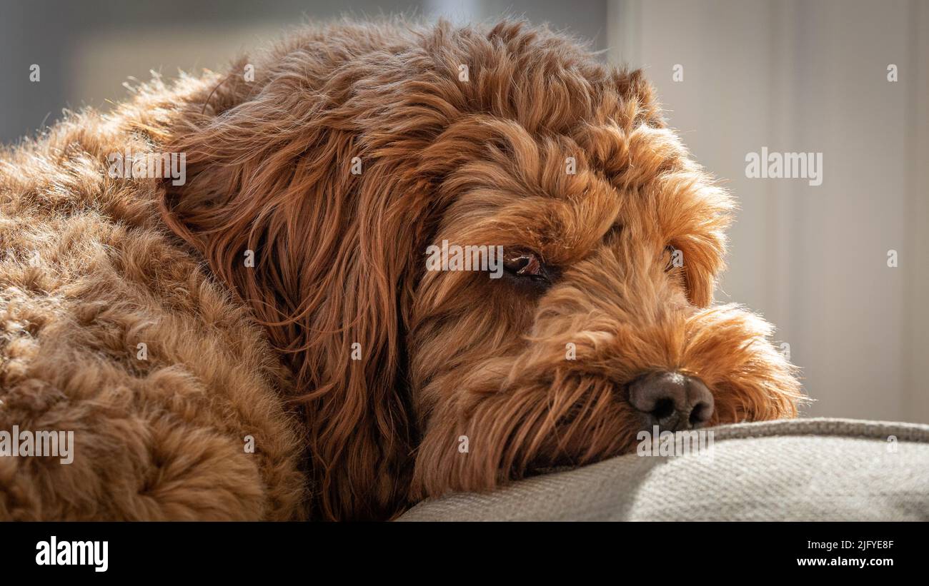 Lying down looking back at camera hi-res stock photography and images ...